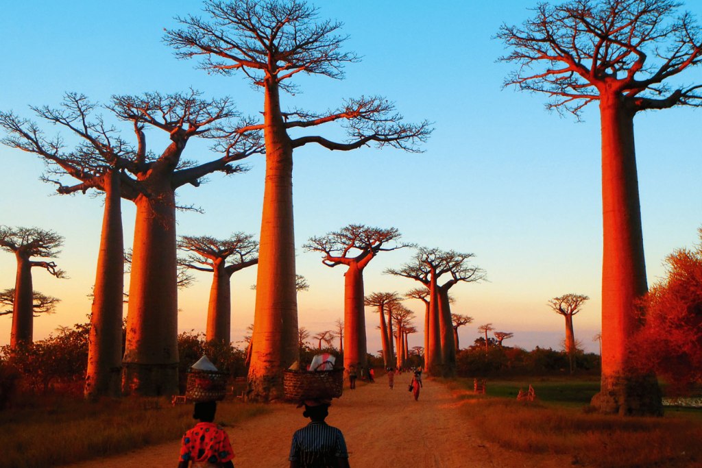 Baobab: l’arbre magique beauté et santé. – Panafrican Beauty